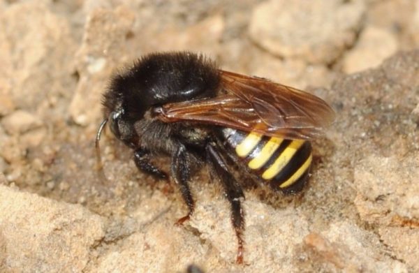 Abelha Mandaçaia (Melipona quadrifasciata) - Abelhas Brasileiras